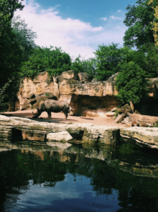 257+ Zoo Name Ideas [+Exhibit Names] – Tag Vault